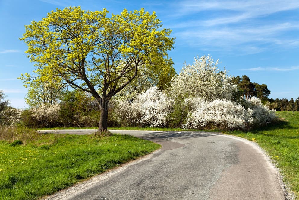 Springtime, Road and Flowering Trees Stock Image - Image of landscape ...
