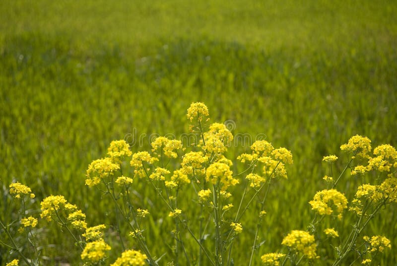 Springtime Roadside Flowers Stock Photo - Image of springtime, nature ...