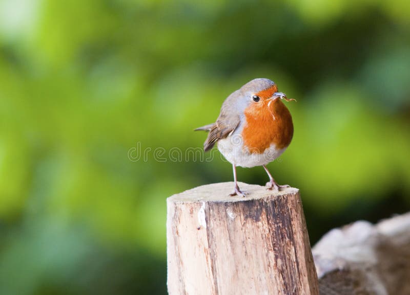 Springtime Robin stock photo. Image of animal, fence, brown - 9335568