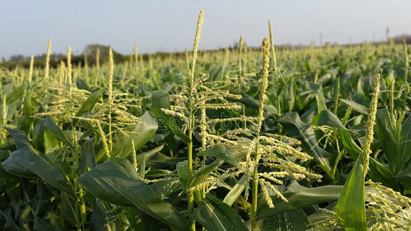 In the Springtime in Rural Taiwan, the Corn in the Fields Begins To ...