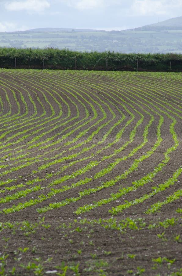 Springtime Rural Young Crop Growing. Stock Image - Image of rural ...
