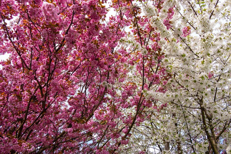 Spring Time, Sakura and Bird Cherry, Prunus, Trees in Bloom Stock Image ...