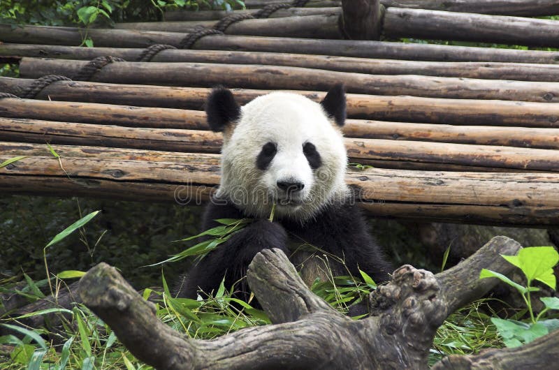 Giant Panda Chewing on Bamboo Stock Photo - Image of head, bear: 142821284