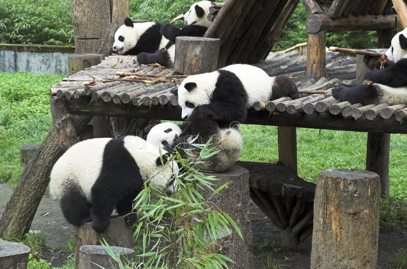 Giant Panda Juveniles Playing on Platform Stock Image - Image of ...