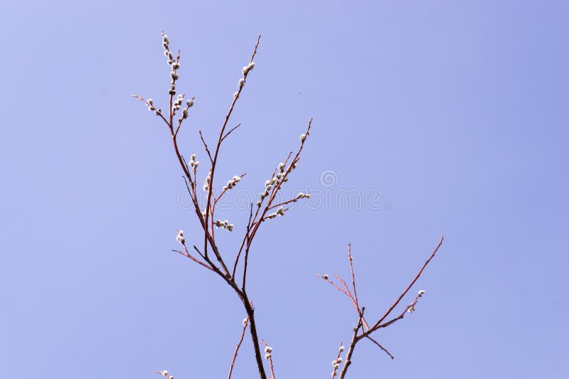 Springtime by the sea stock image. Image of april, nature - 89944579