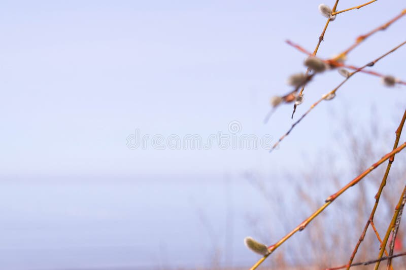 Springtime by the sea stock image. Image of april, nature - 89944579