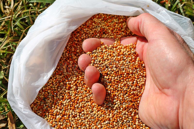 Springtime seed sowing. stock image. Image of outdoor - 140571183