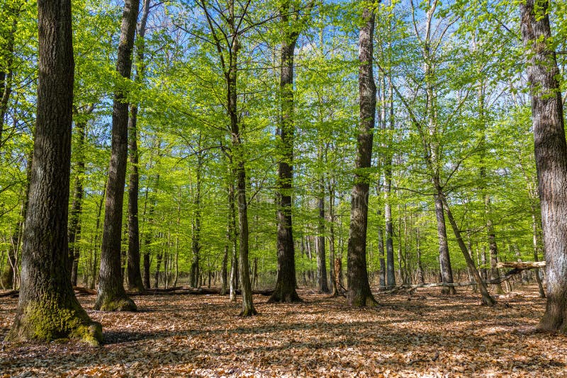 Springtime in a Sessile Oak Quercus Petraea Forest in Hungary Stock ...
