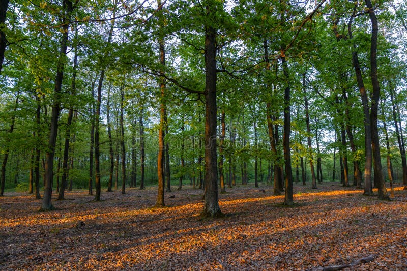 Springtime in a Sessile Oak (Quercus Petraea) Forest in Hungary Stock ...