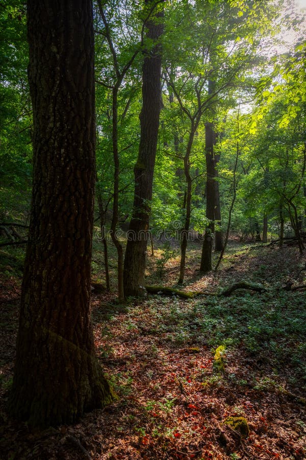 Springtime in a Sessile Oak (Quercus Petraea) Forest in Hungary Stock ...