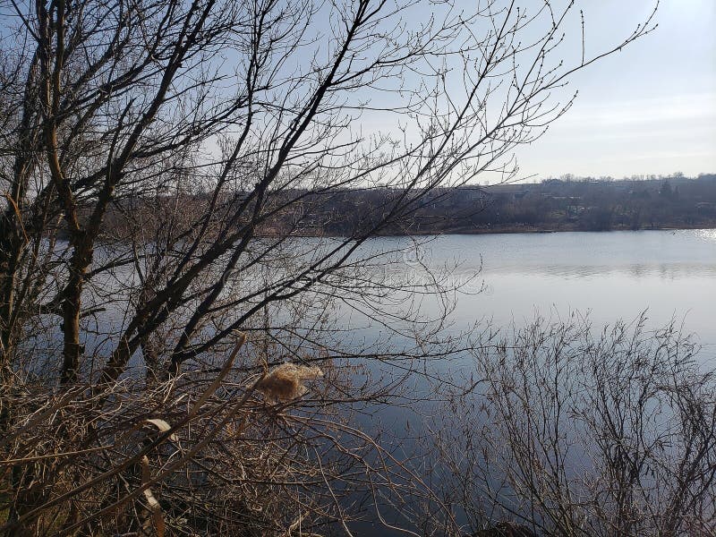 Springtime. Shrubs and Trees on the River Bank Stock Image - Image of ...