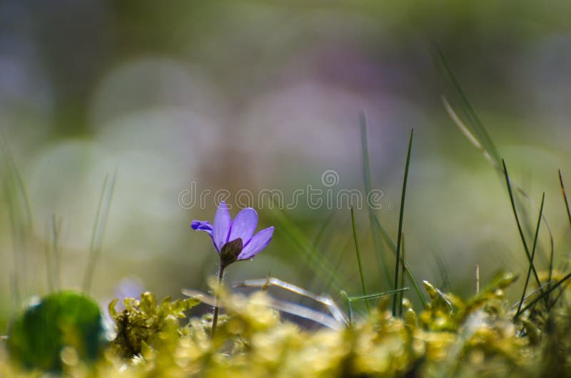 Springtime sign flower stock photo. Image of moss, beautiful - 53205778