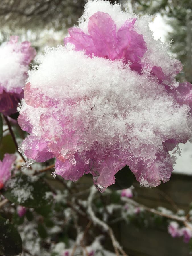 Springtime Snow Covered Azalea Photos - Free & Royalty-Free Stock ...