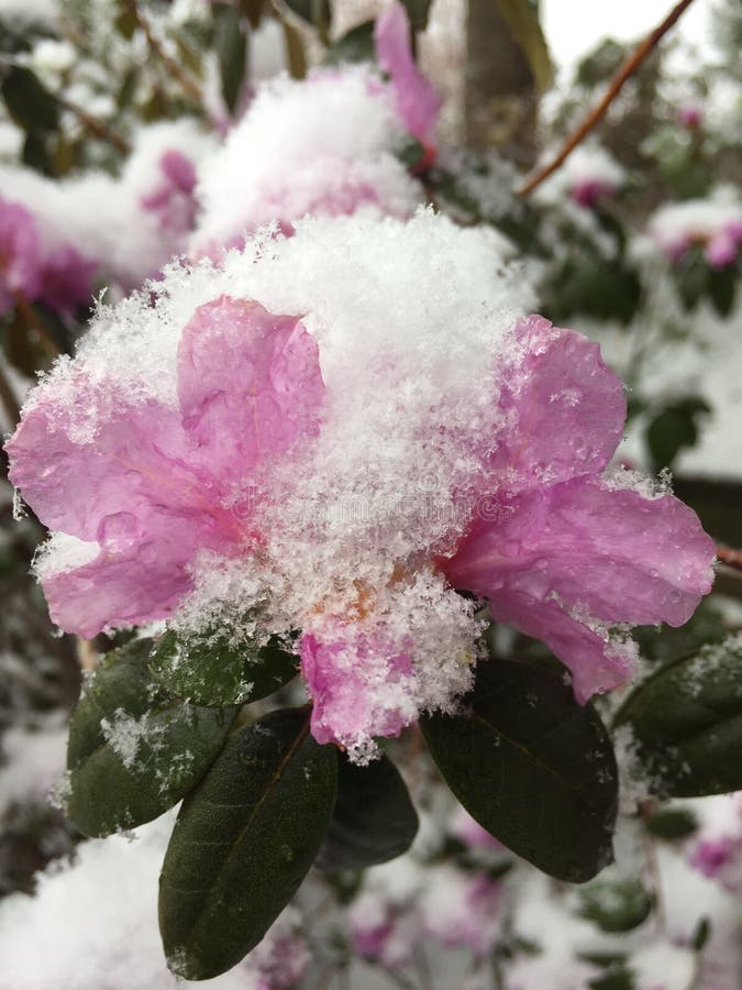 Springtime Snow Covered Azalea Stock Photos - Free & Royalty-Free Stock ...
