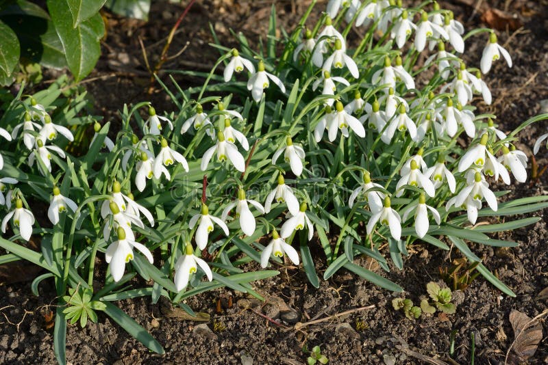 Springtime with Snowdrop stock image. Image of landscape - 38571301