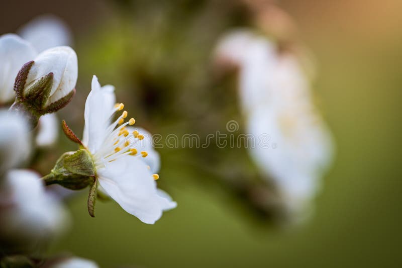 Springtime Splendor: Cherry Blossom in the Warm Embrace of Sunset Glow ...