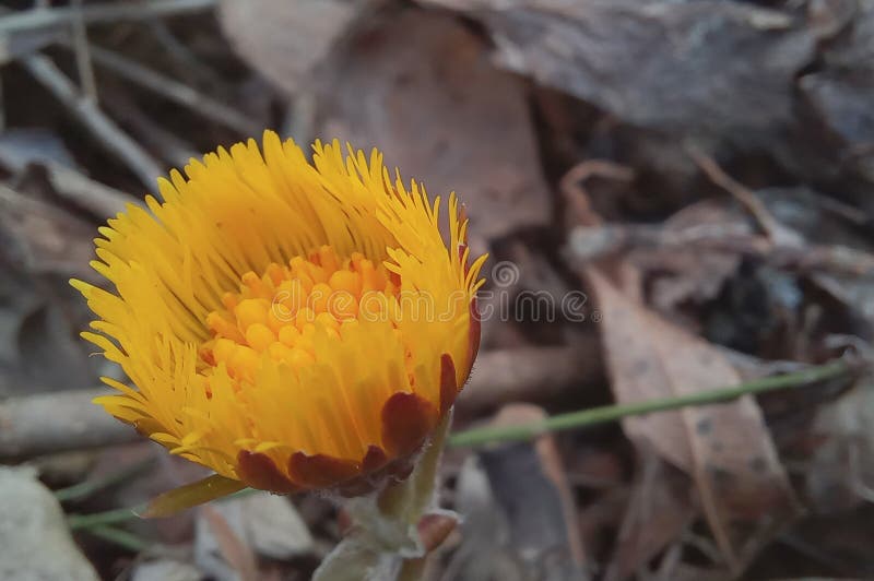 Springtime Splendor: a Macro View of Tussilago Farfara S Radiance Stock ...