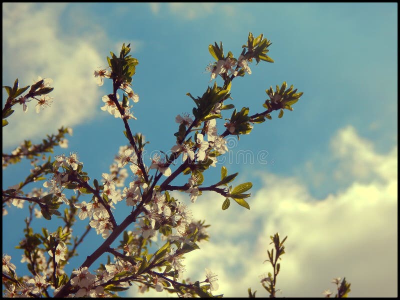 Springtime stock photo. Image of trees, clouds, tree - 91323858