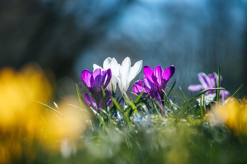 Springtime. Spring Flowers in Sunlight, Outdoor Nature. Wild Crocus ...