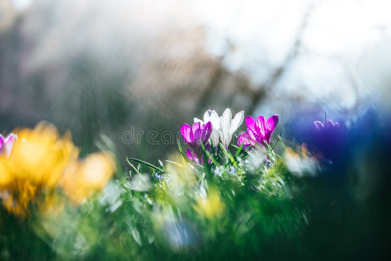 Springtime. Spring Flowers in Sunlight, Outdoor Nature. Wild Crocus ...