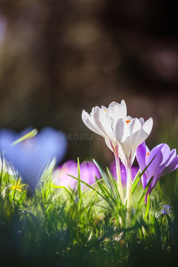 Springtime. Spring Flowers in Sunlight, Outdoor Nature. Wild Crocus ...