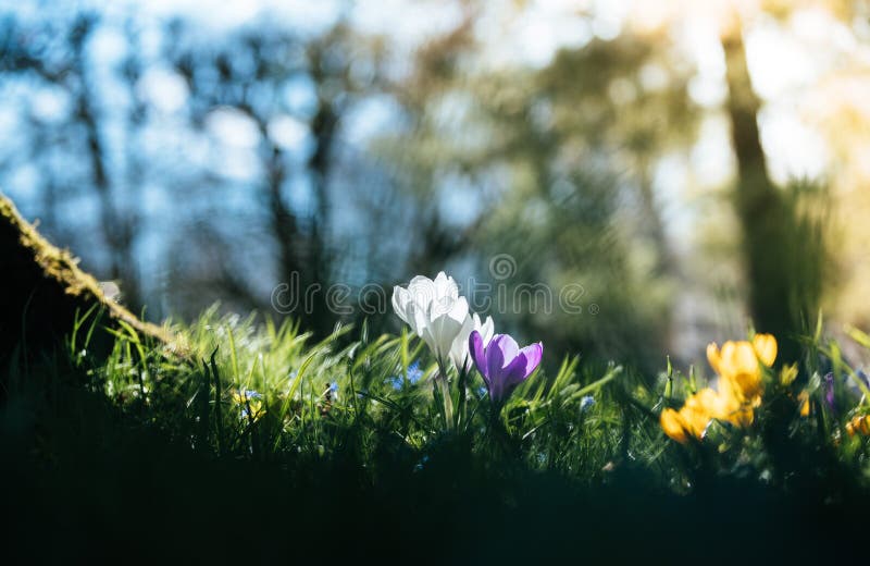 Springtime. Spring Flowers in Sunlight, Outdoor Nature. Wild Crocus ...