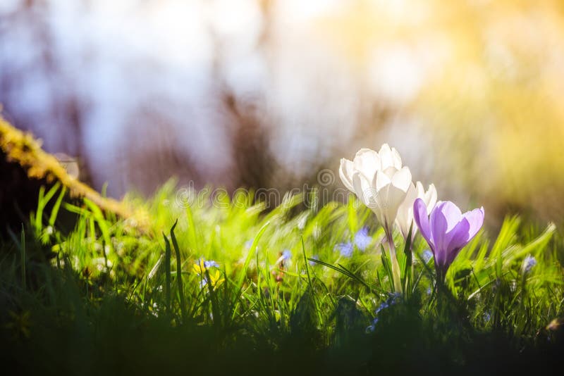 Springtime. Spring Flowers in Sunlight, Outdoor Nature. Wild Crocus ...