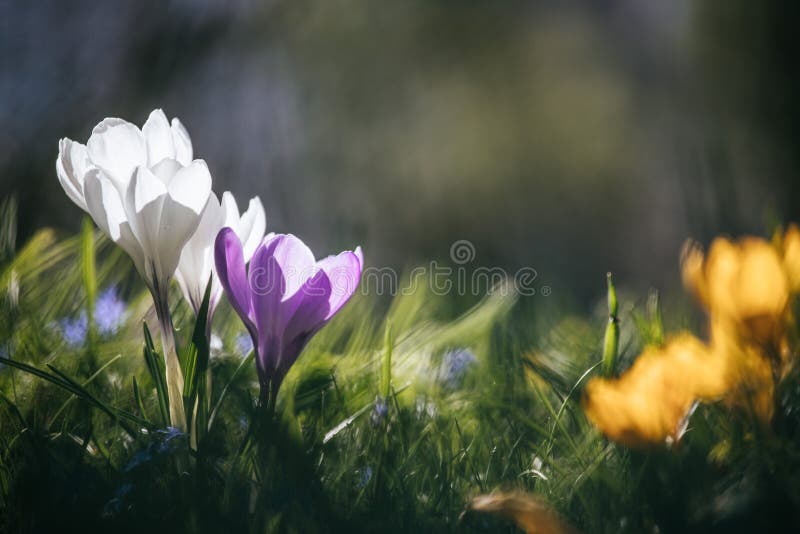 Springtime. Spring Flowers in Sunlight, Outdoor Nature. Wild Crocus ...