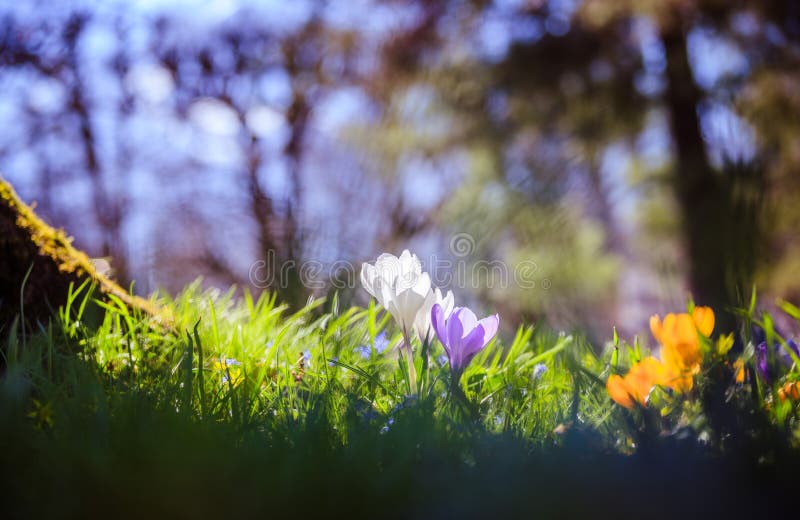 Springtime. Spring Flowers in Sunlight, Outdoor Nature. Wild Crocus ...