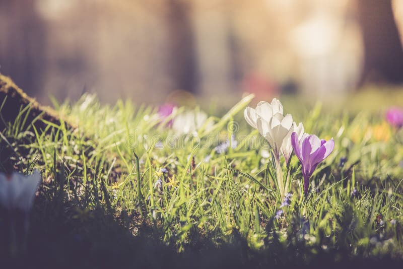 Springtime. Spring Flowers in Sunlight, Outdoor Nature. Wild Crocus ...
