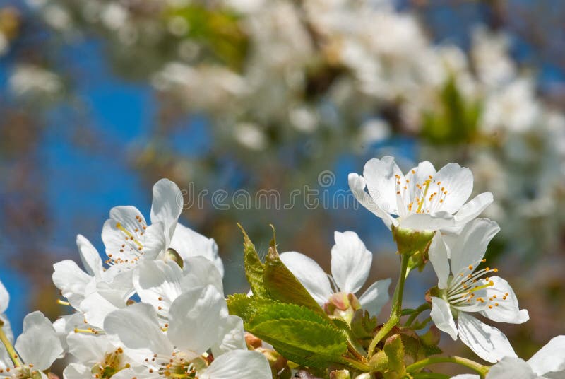 Springtime stock image. Image of blooming, petal, season - 40134505