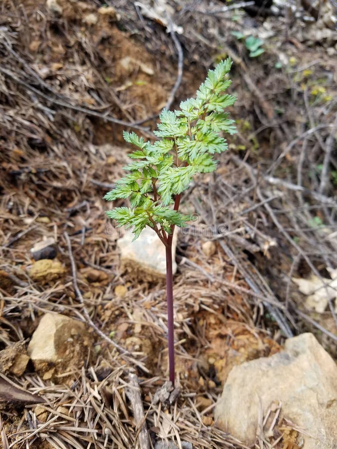 Springtime Sprout stock image. Image of spring, plants - 143655093