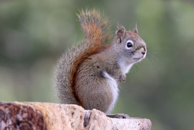 Springtime Squirrel stock image. Image of north, spring - 67127545
