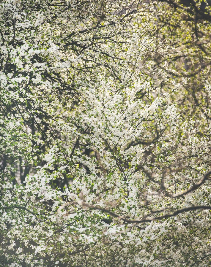 Springtime Street Blossom Background Stock Image - Image of object ...