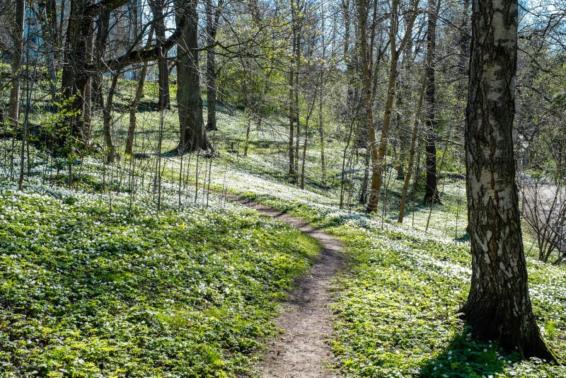 Springtime in Sweden stock photo. Image of ping, wood - 53335146