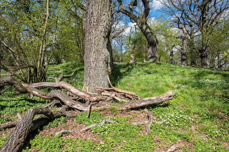 Springtime in Sweden stock image. Image of sunny, ping - 53548893
