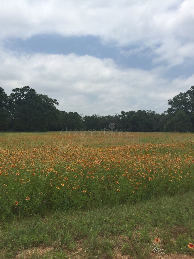 Springtime in Texas editorial image. Image of texas, running - 72775510