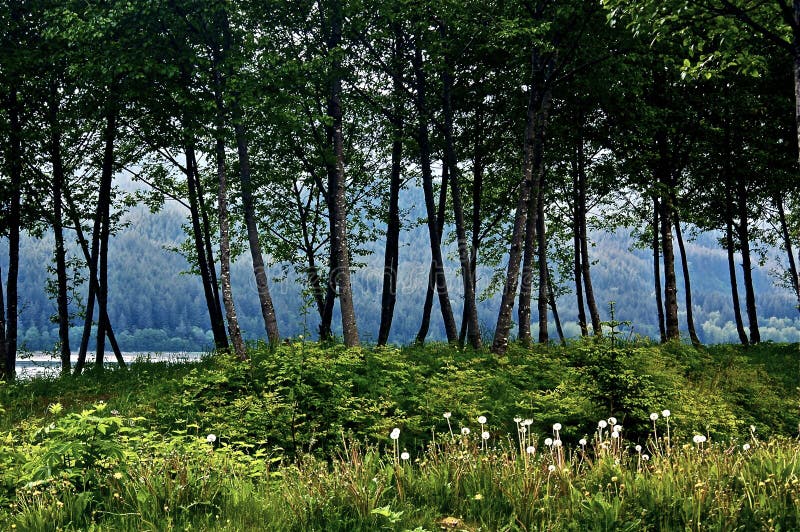 Springtime in Thane, Alaska Stock Photo - Image of alaska, taraxacum ...