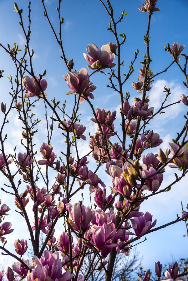 Springtime in Timisoara, Romania Stock Image - Image of clouds, dark ...