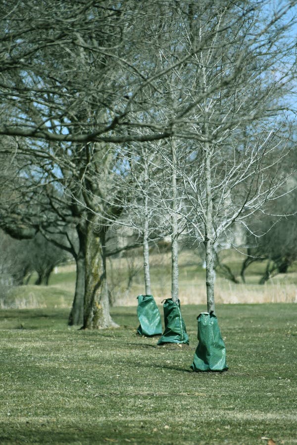 Springtime Tree Watering Bag Stock Photo - Image of green, spring ...
