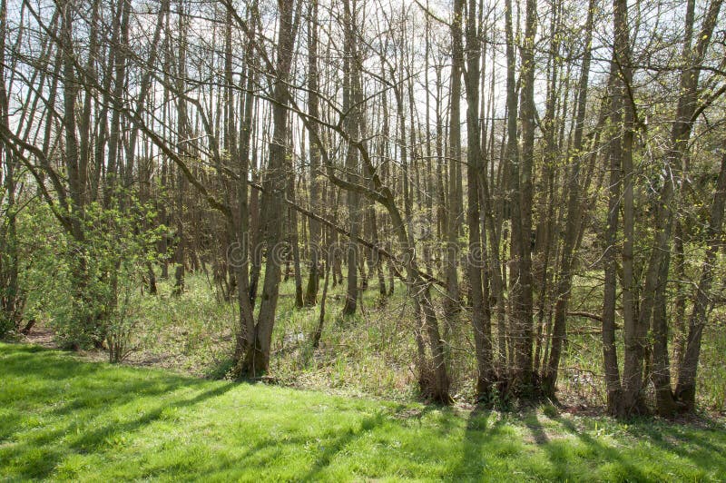 Springtime Oak Tree and Canola Fields in the British Countryside. Stock ...