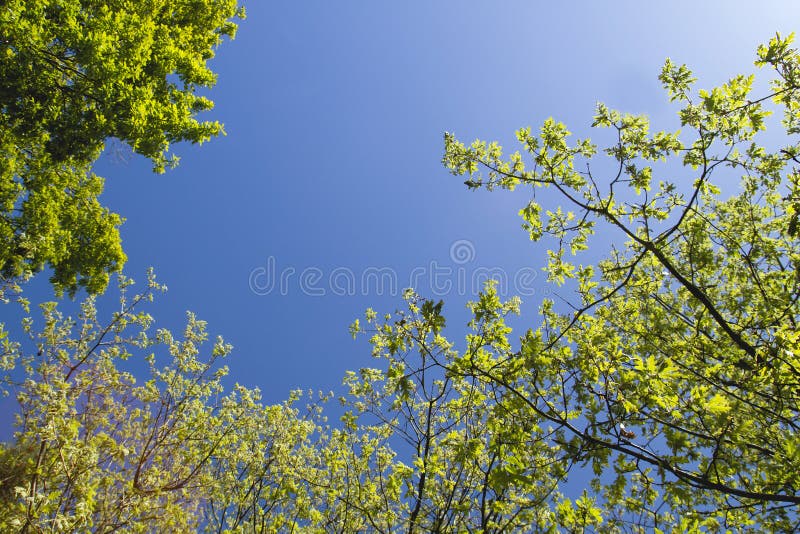 Springtime Trees Green Leaves View Stock Photo - Image of freshness ...
