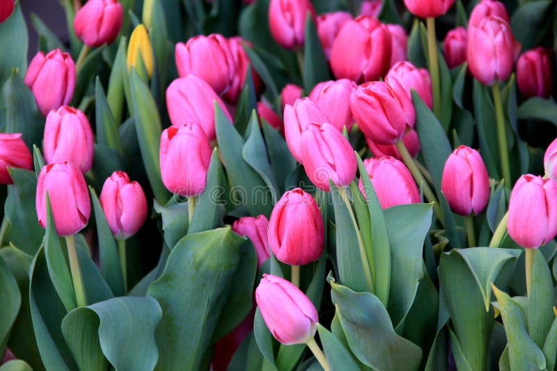 Springtime tulips stock image. Image of detail, happy - 40546185