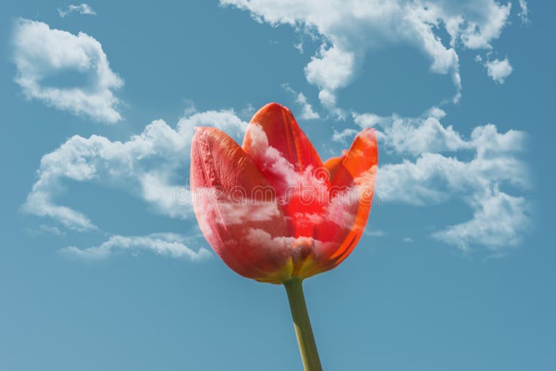 Springtime tulips stock image. Image of park, leaf, bloom - 98523917