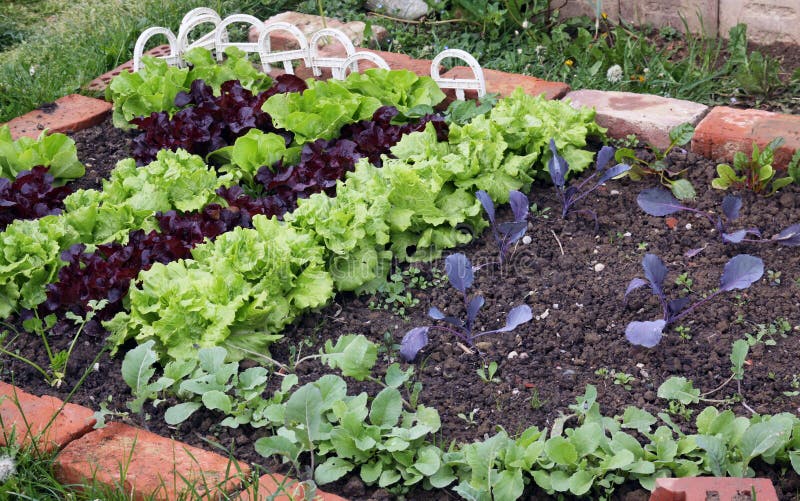 Springtime Vegetable Patches Stock Image - Image of young, gardening ...