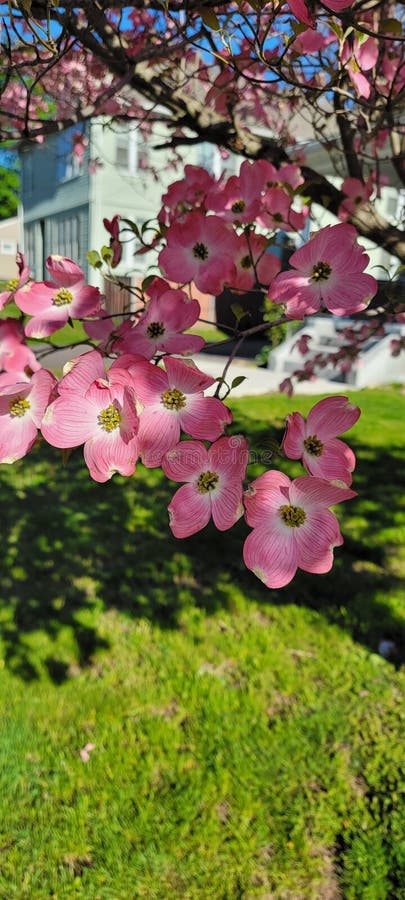 Springtime Vibes. Summer Breezes on the Mind Stock Photo - Image of ...
