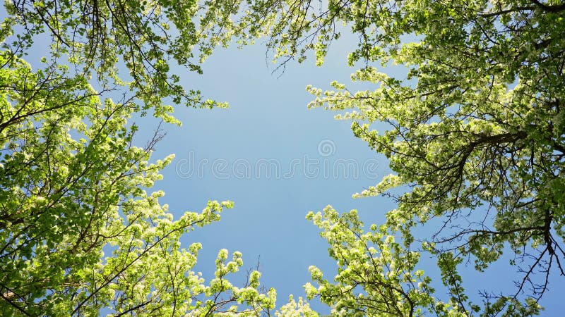 Springtime View through Apple Tree Branches Stock Video - Video of ...