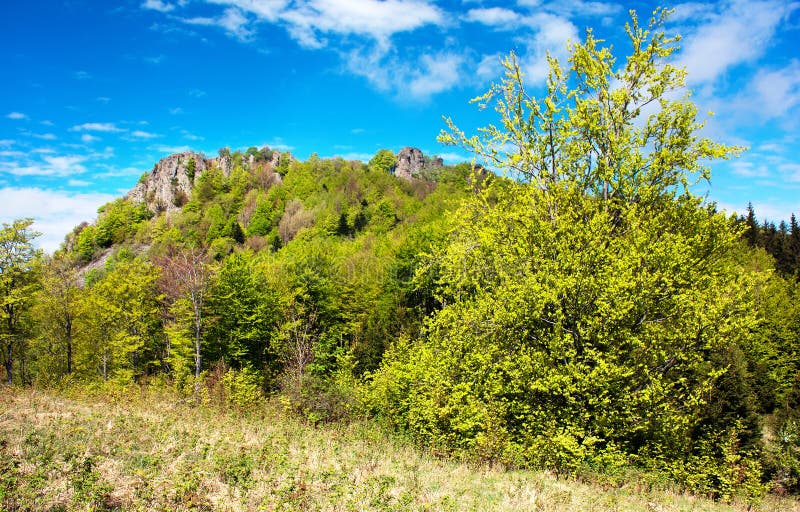 Springtime View of Beech Tree and Wood Stock Photo - Image of mount ...