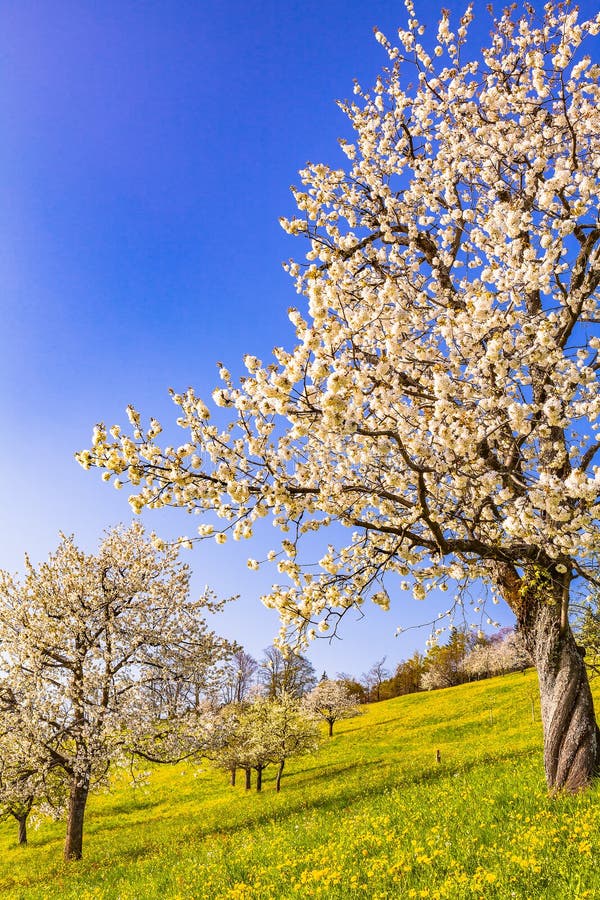 Springtime stock photo. Image of cherry, fruit, garden - 83596750