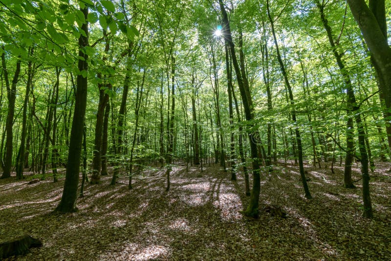 Springtime View of a Dense Forest with Thin Long Trees in Sunlight ...